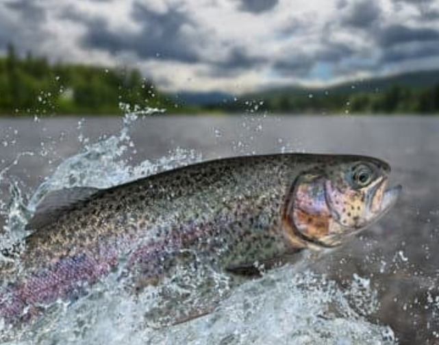 Bonne pêche ! – Miam Berry