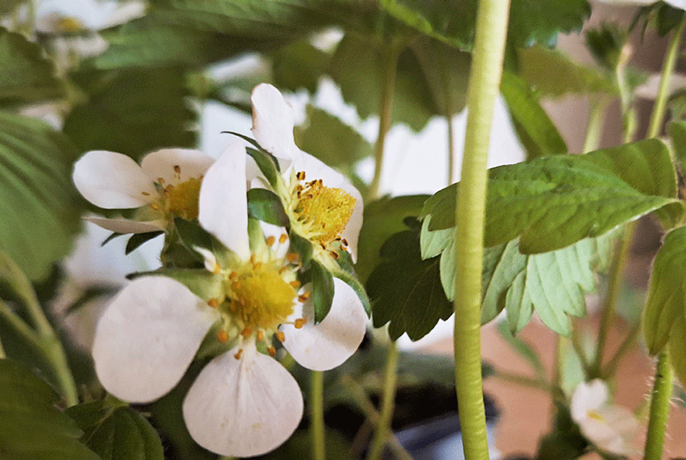 Culture du fraisier « Belrubi AB » : 2025 – Miam Berry
